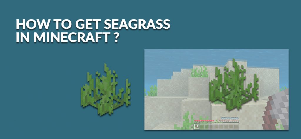 How to get seagrass in Minecraft? How to Breed Turtles in Minecraft
